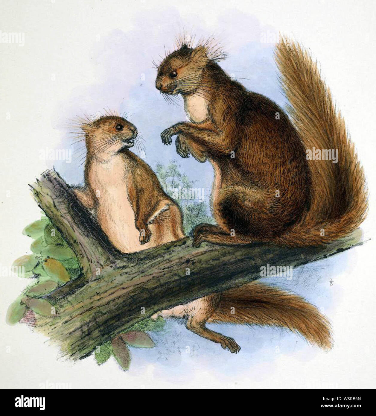 Pteromys hi-res stock photography and images - Alamy