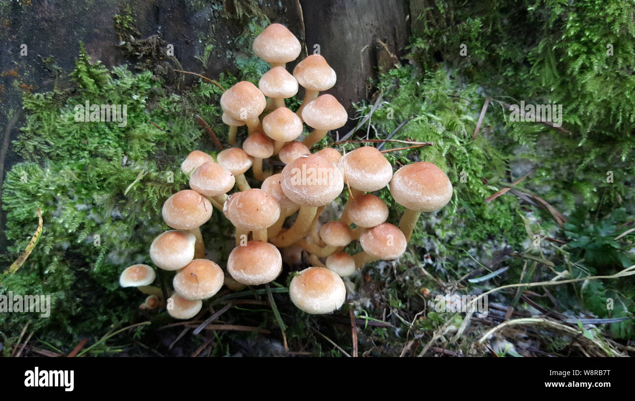 Groups of pale coloured fungi on the woodland floor Stock Photo - Alamy