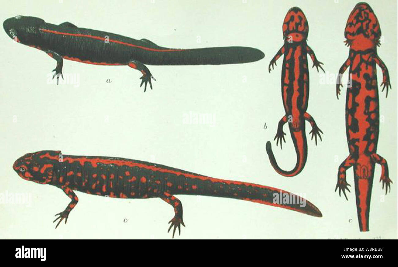 Cynops hi-res stock photography and images - Alamy