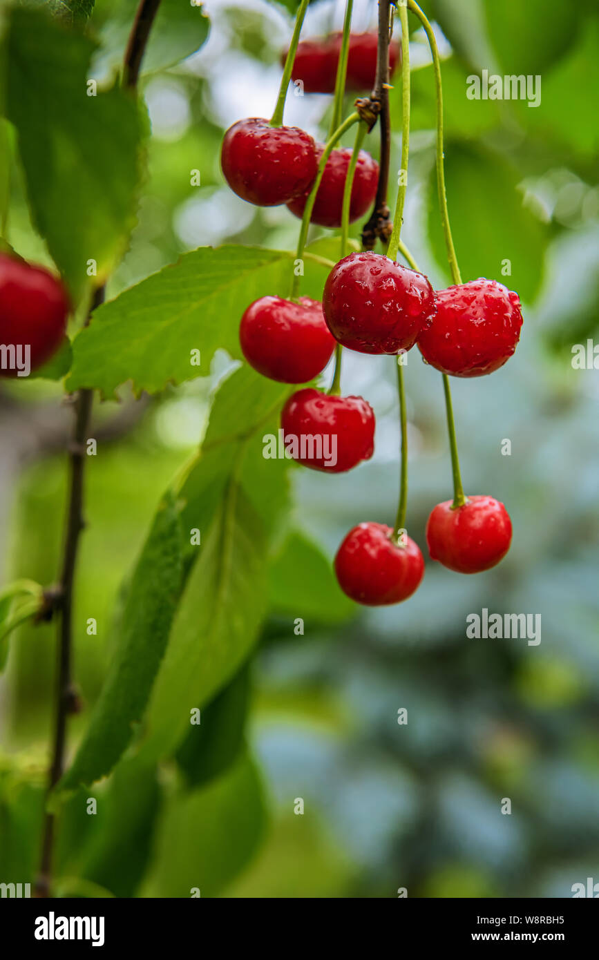 Wet cherry bunch hanging summer hi-res stock photography and images - Alamy