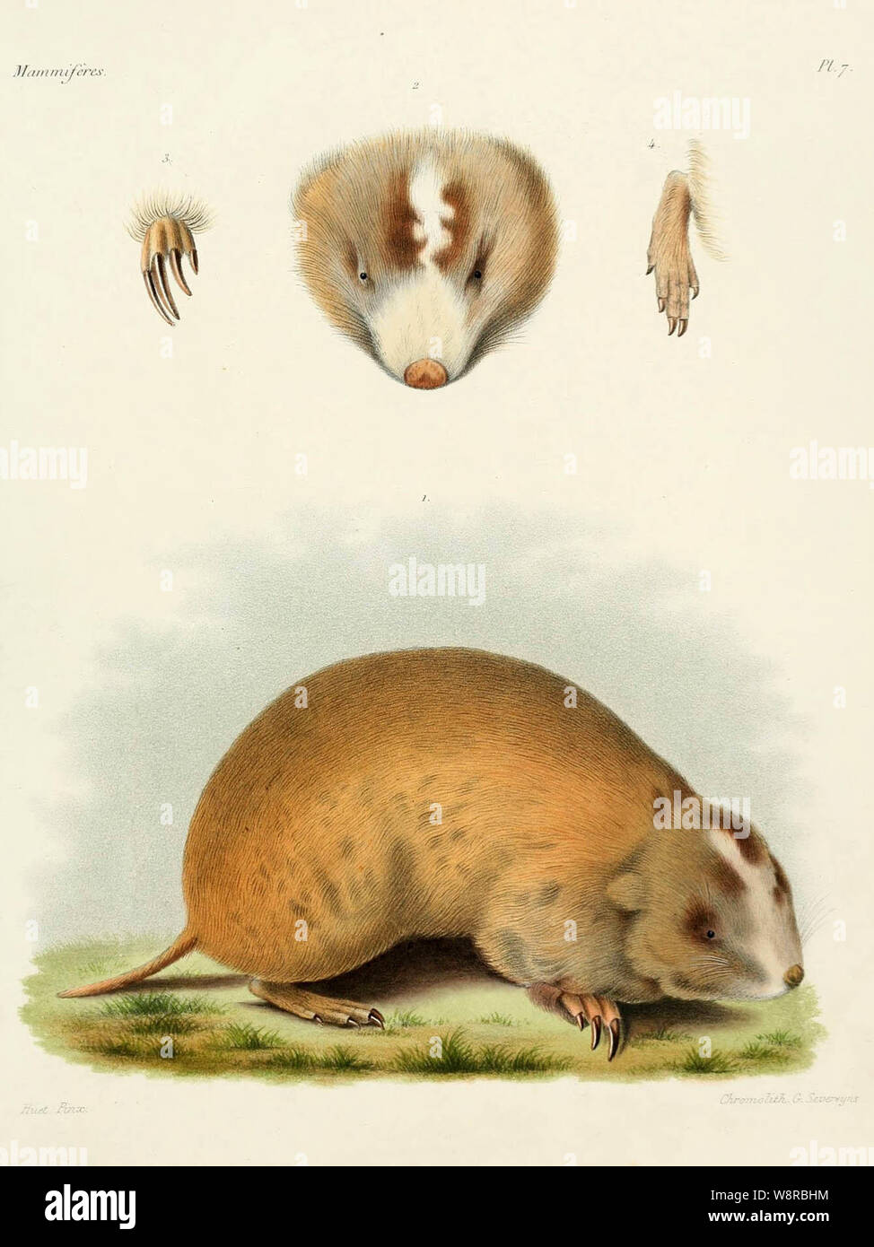 The Chinese zokor Stock Photo - Alamy