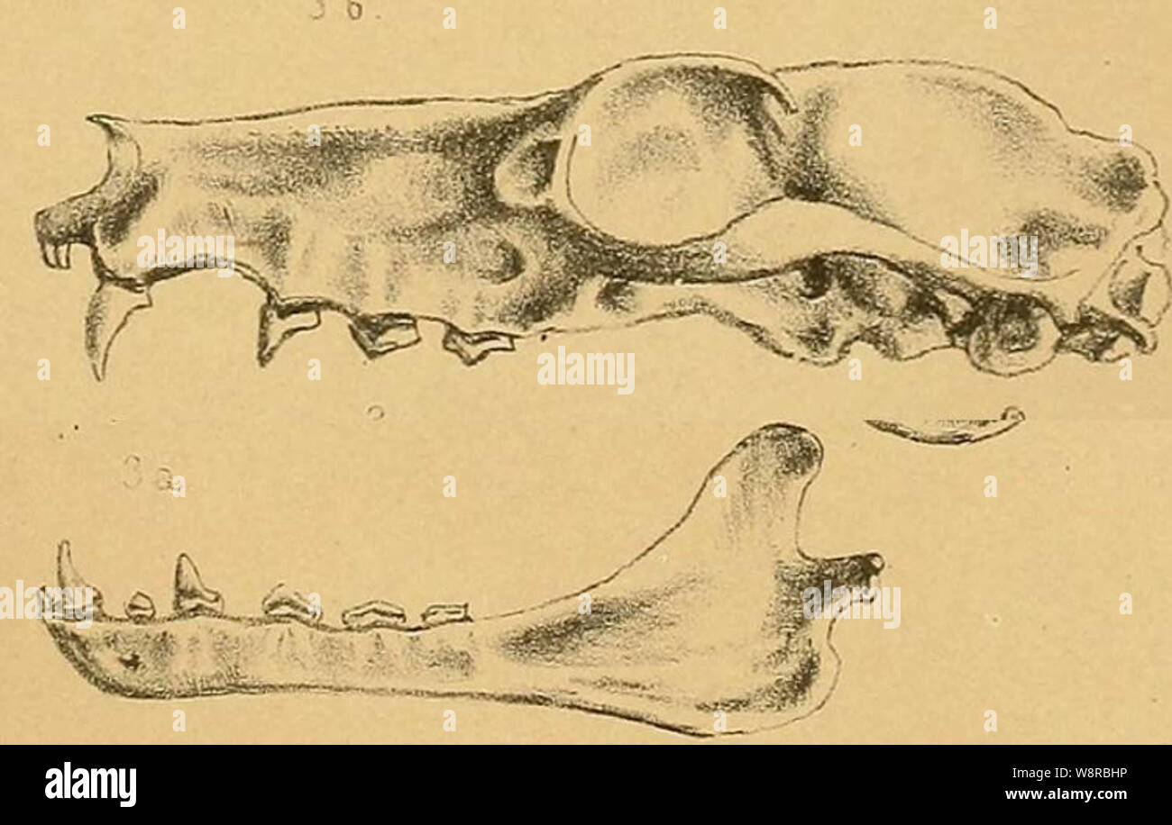 Illustrated skull of the Angolan epauletted fruit bat Stock Photo - Alamy