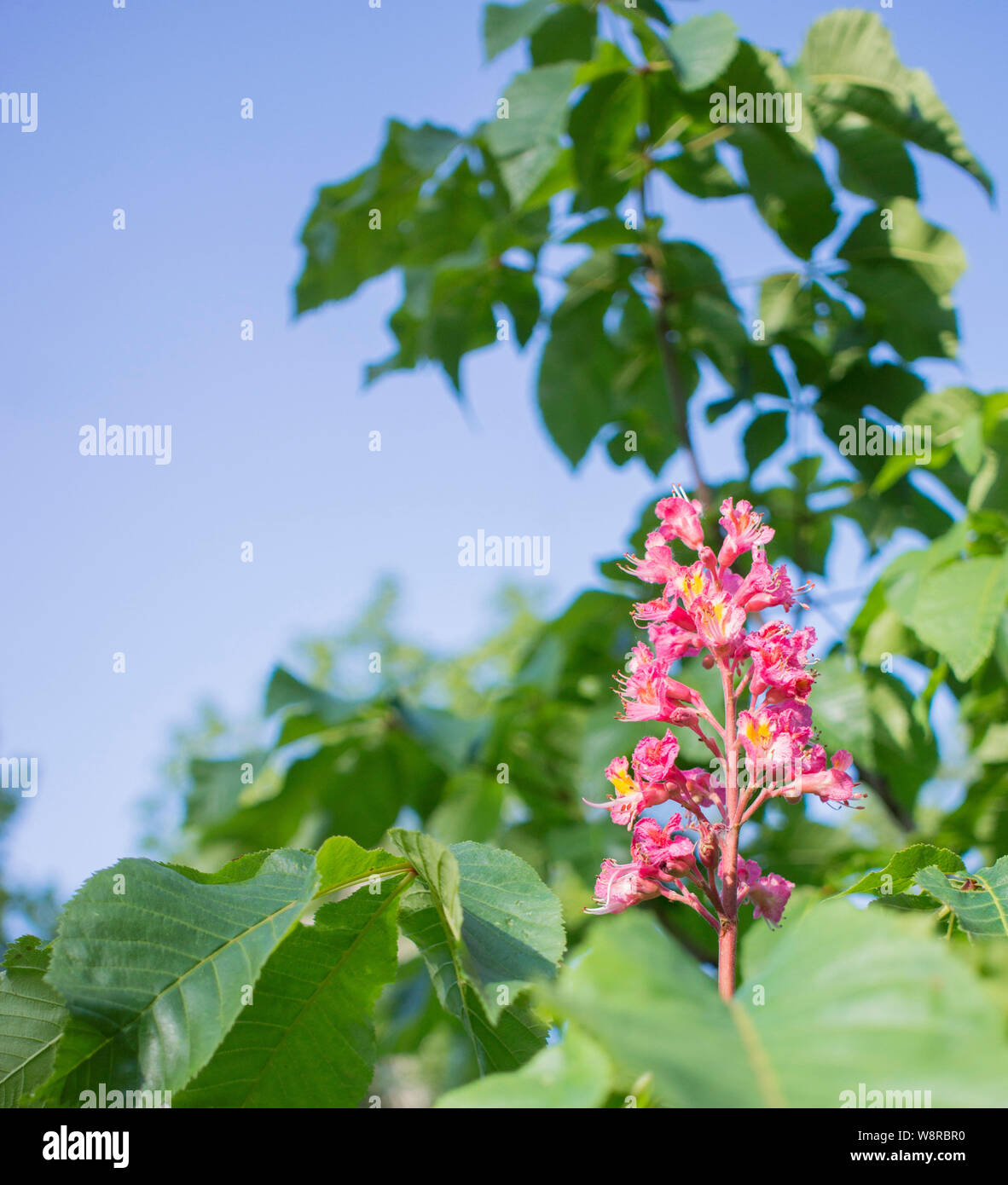 Pink chestnut tree blossoms Stock Photo - Alamy