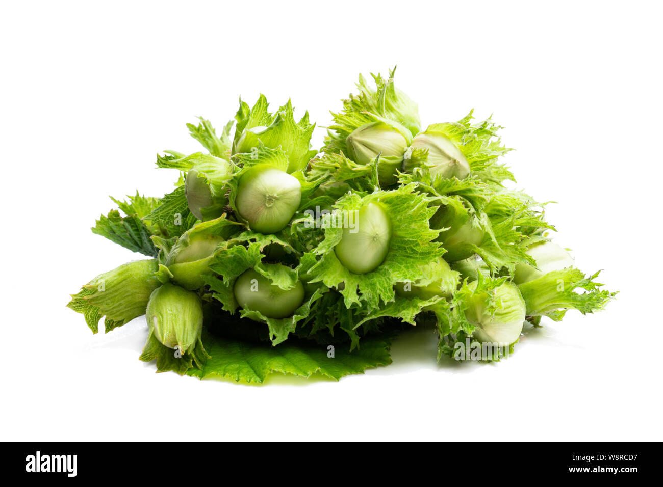 Green unripe hazelnuts isolated on white background Stock Photo - Alamy