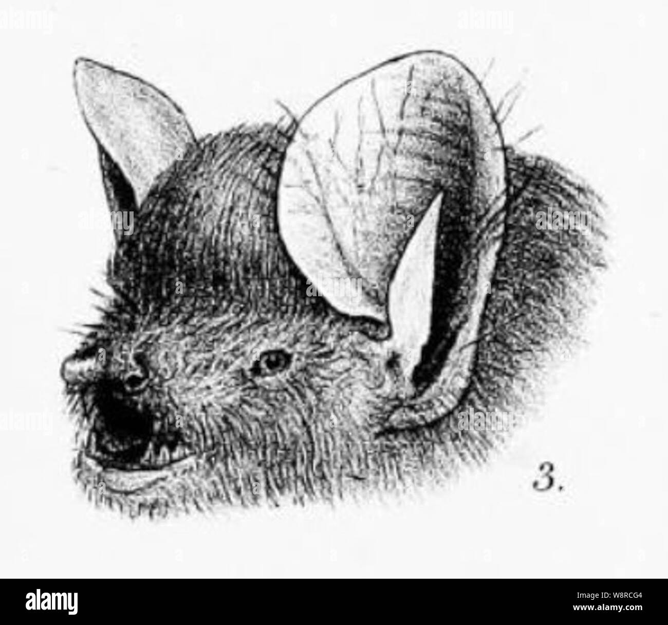 Murina cyclotis hi-res stock photography and images - Alamy