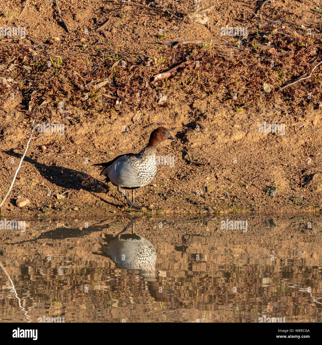 Wood duck winter plumage hi-res stock photography and images - Alamy