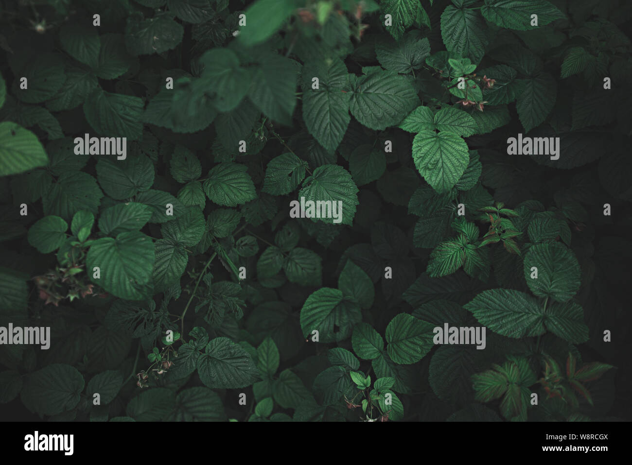 Creative art layout, dark green raspberry leaves background with deep ...