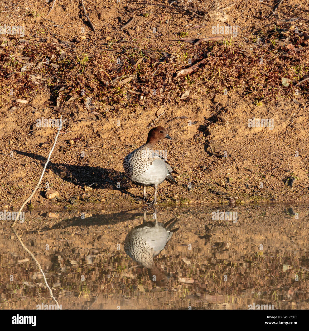 Wood duck winter plumage hi-res stock photography and images - Alamy