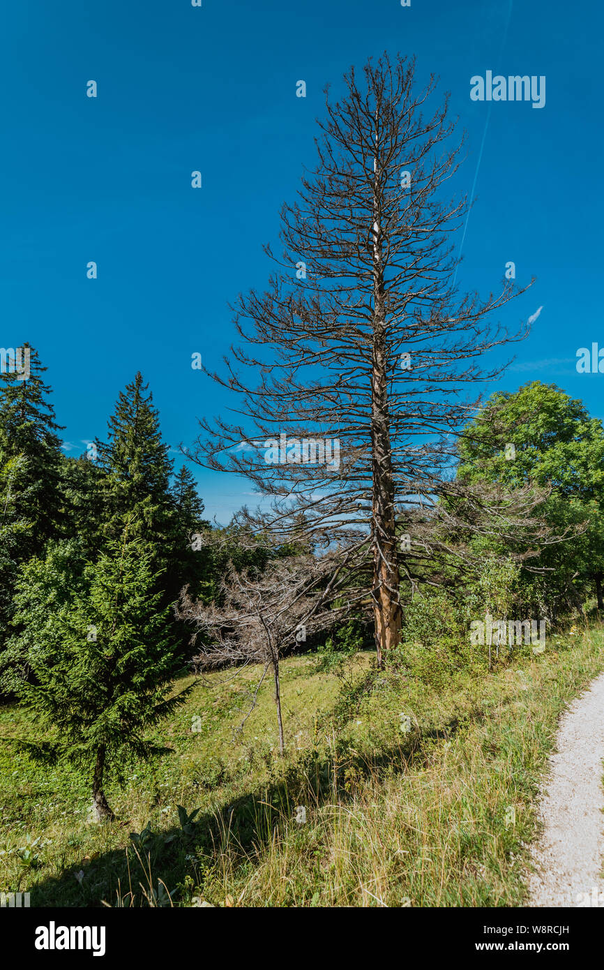 hiking on weissenstein mountain in switzerland, panorama of swiss alps ...