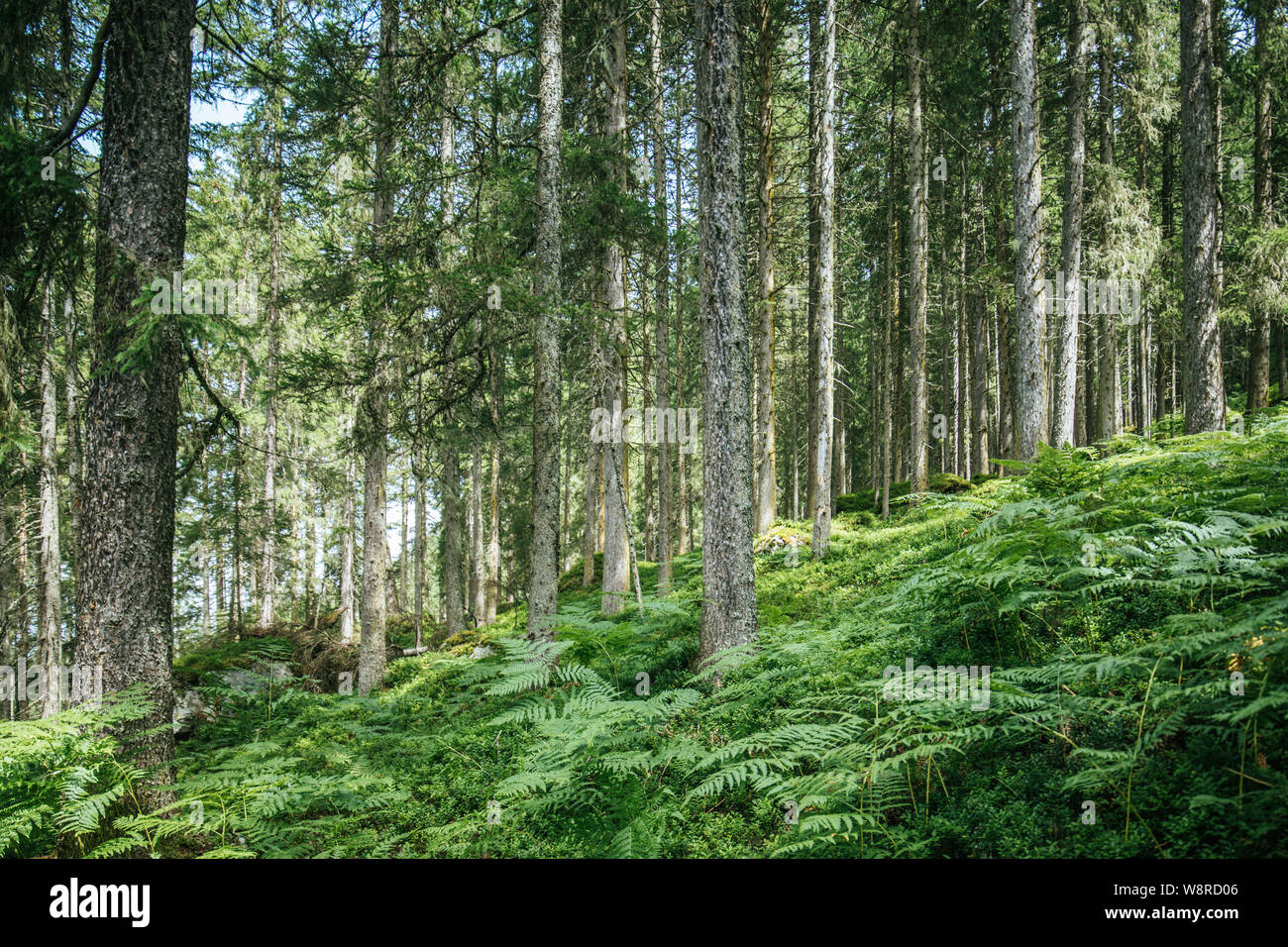 Impressive spruce trees in the forest, spirituality and wood therapy ...