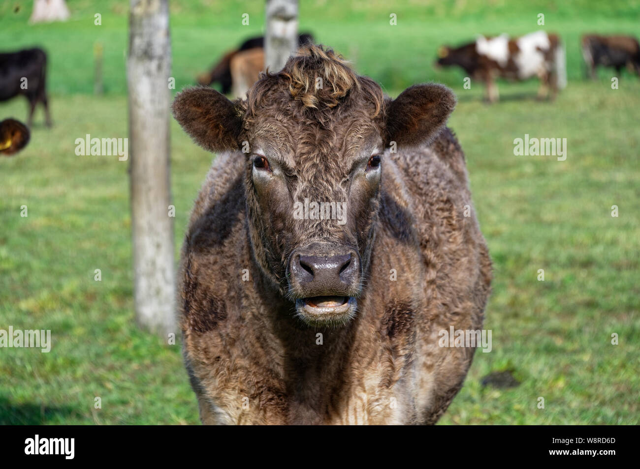 A cow looks front on at the camera Stock Photo - Alamy
