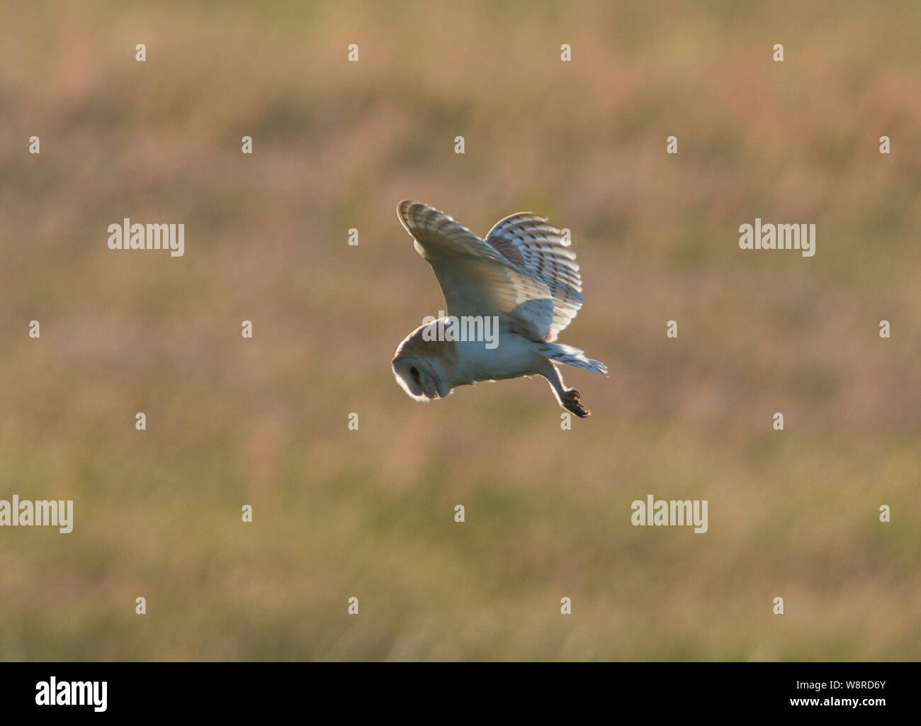 Owl back hi-res stock photography and images - Alamy