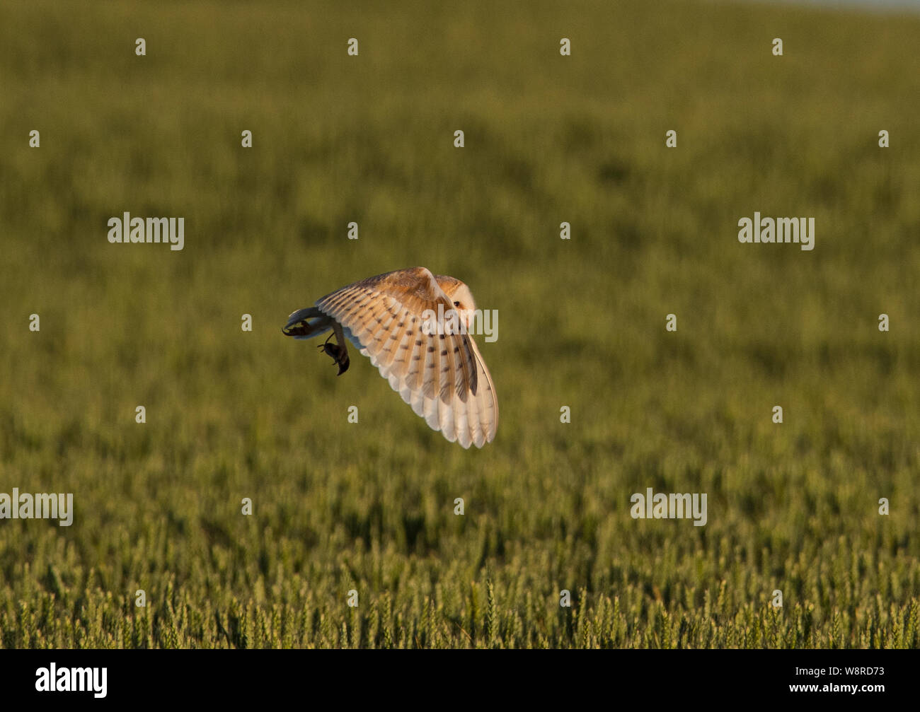 Flying barn owl hi-res stock photography and images - Alamy