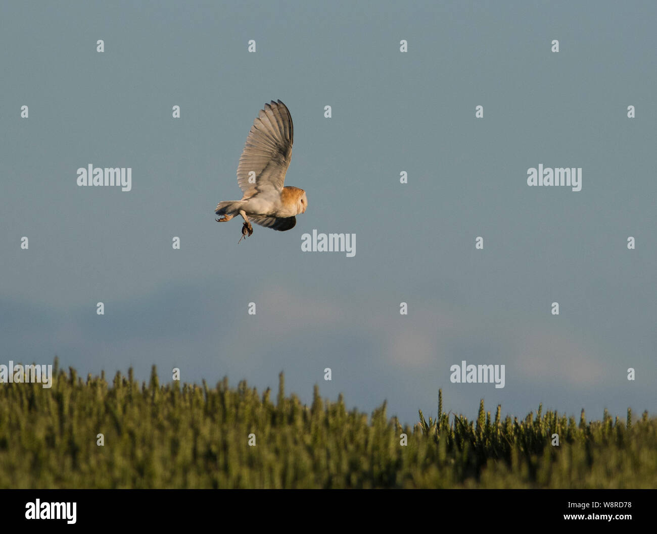 Flying barn owl hi-res stock photography and images - Alamy