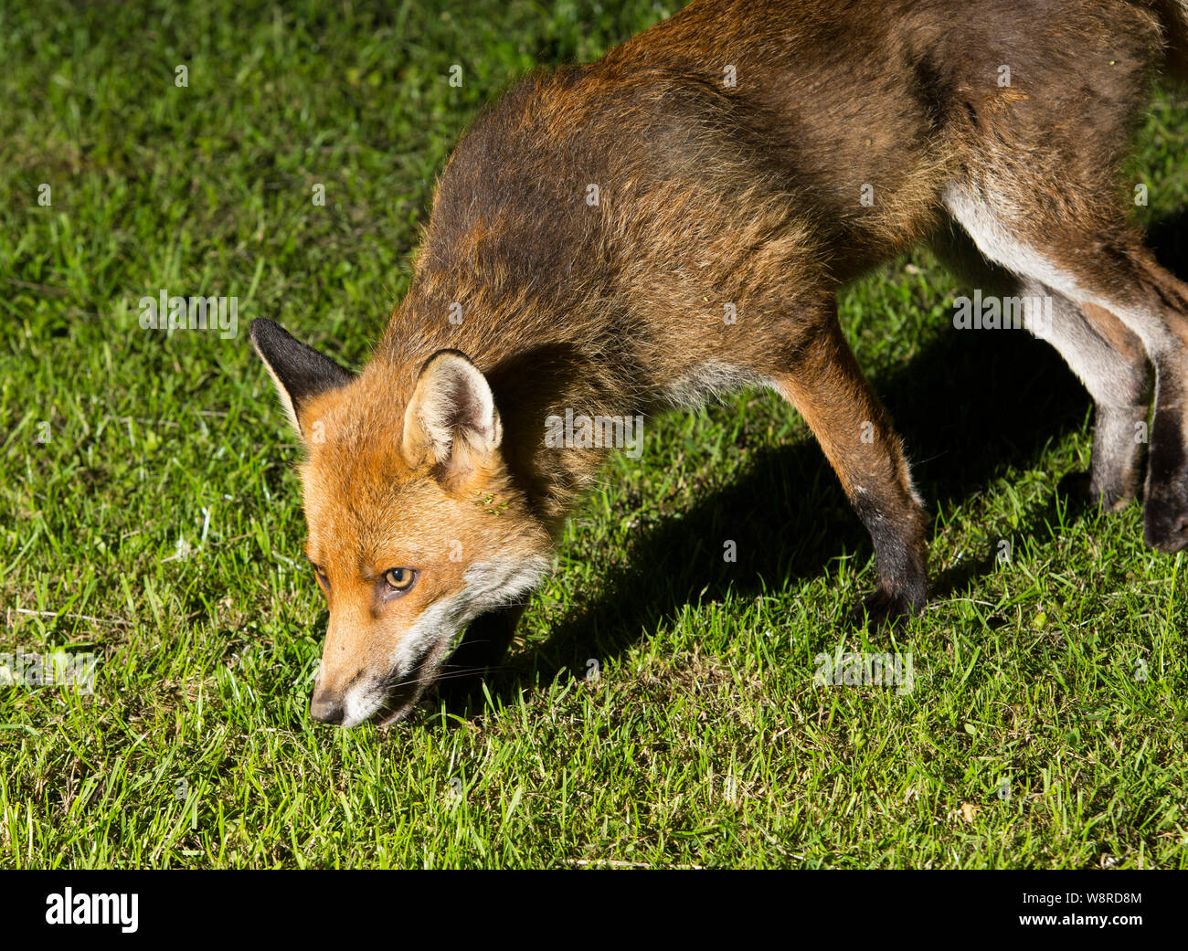 Red fox yorkshire hi-res stock photography and images - Alamy