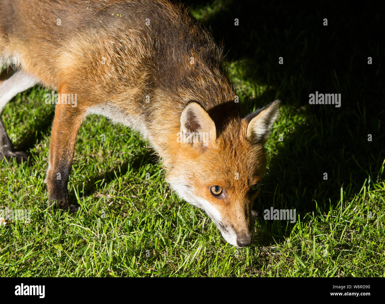 Close up of an urban European Red Fox (Vulpes vulpes) at night on grass ...
