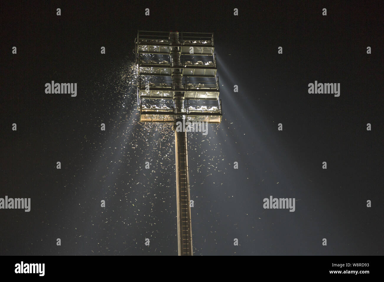 Night insects hi-res stock photography and images - Alamy