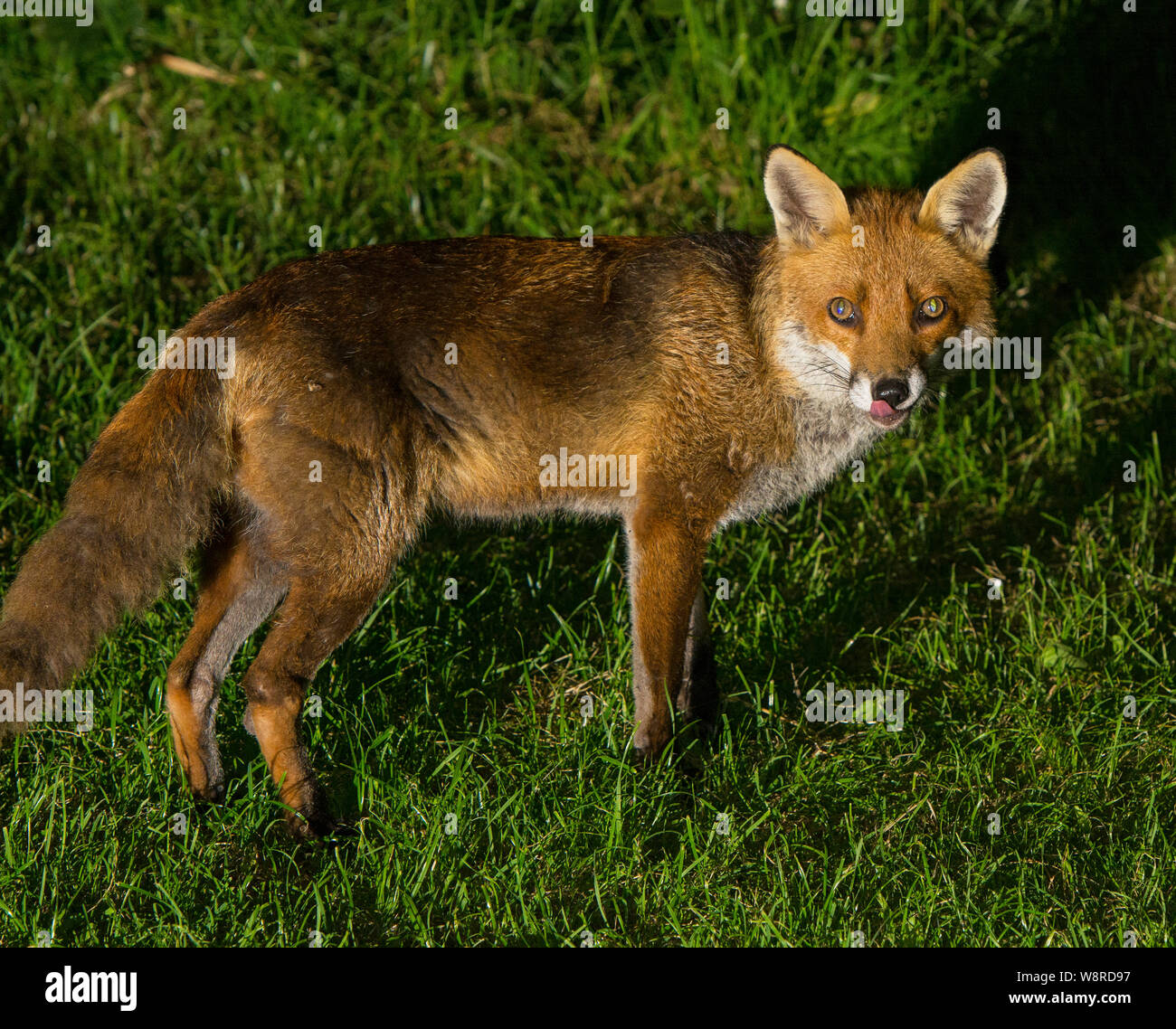 Close up of an urban European Red Fox (Vulpes vulpes) at night on grass ...