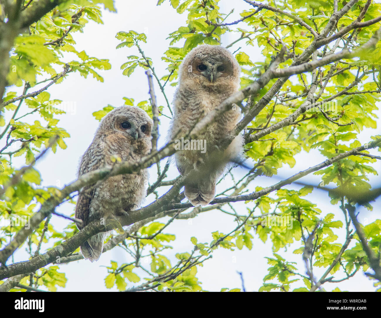 Tawny Owl chicks sat in a Northern Oak Woodland just after fledging ...