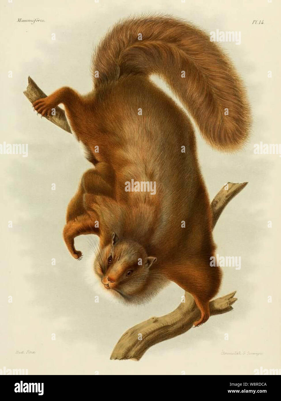 Complex-toothed flying squirrel Stock Photo - Alamy