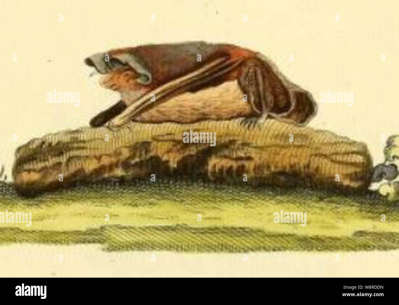 painted wooly bat Stock Photo - Alamy