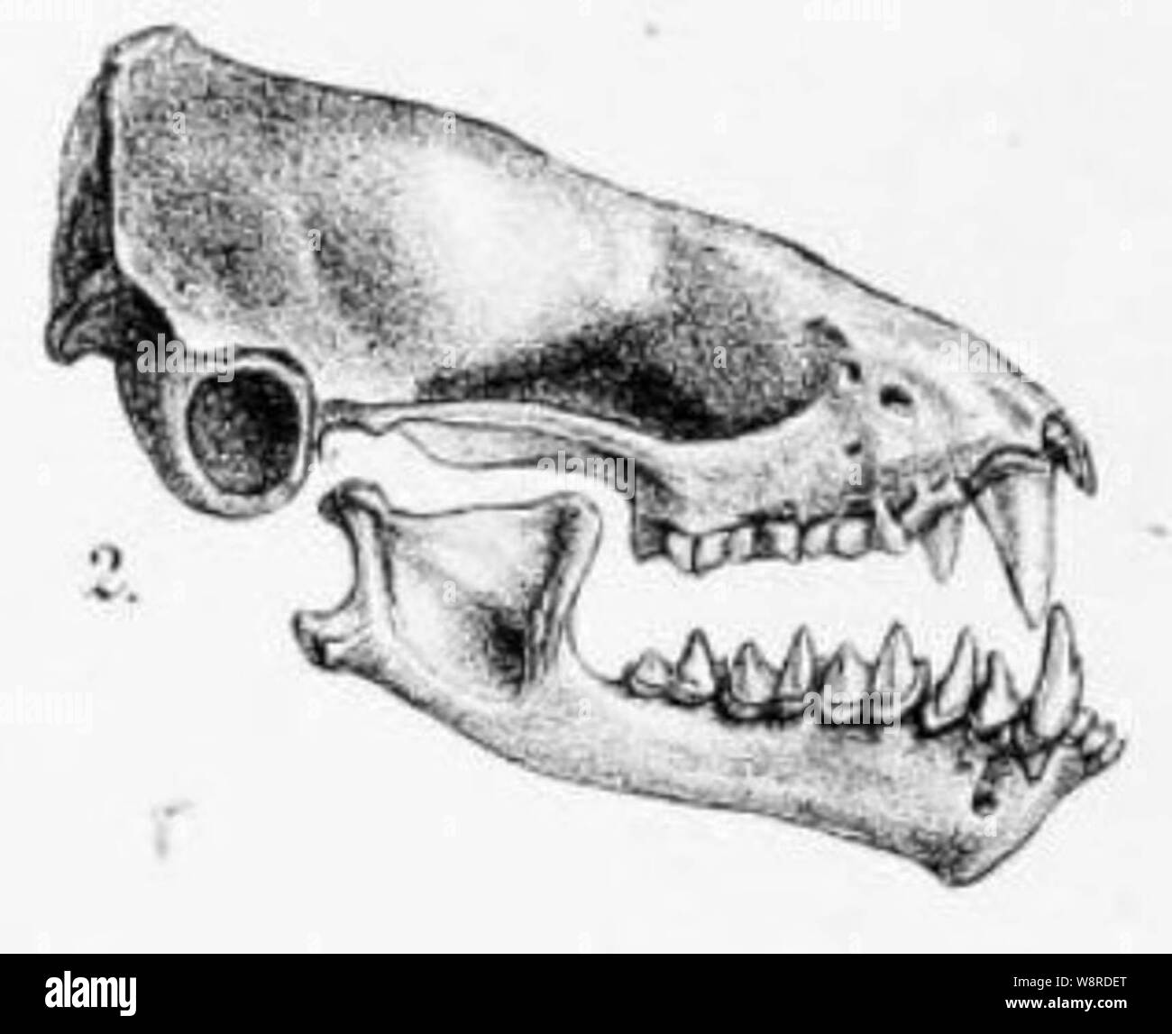 Asian particolored bat Stock Photo - Alamy