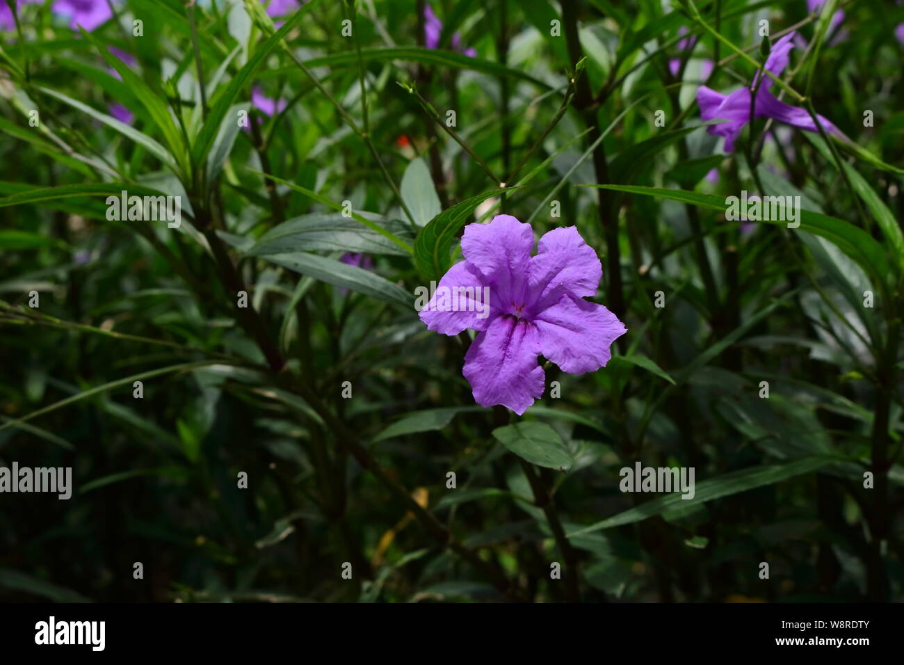 Pandanus flower hi-res stock photography and images - Alamy