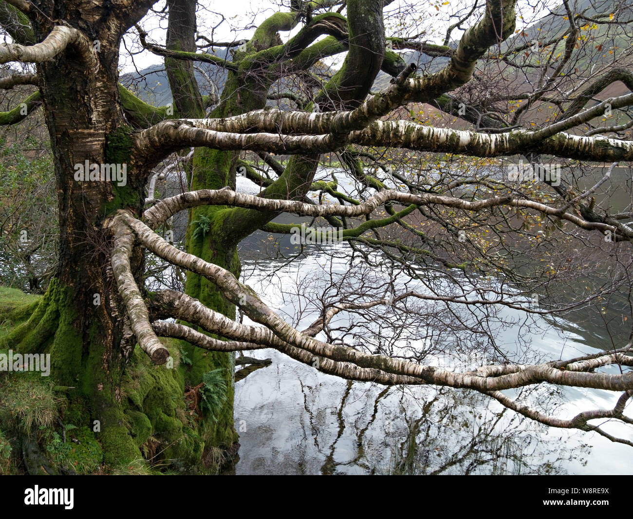 Overhanging Tree Branches Stock Photos & Overhanging Tree Branches ...