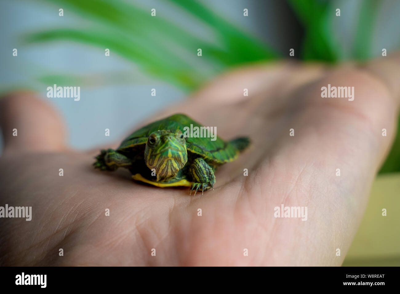 The turtle is crawling on the floor at home. Pet turtle in the room ...