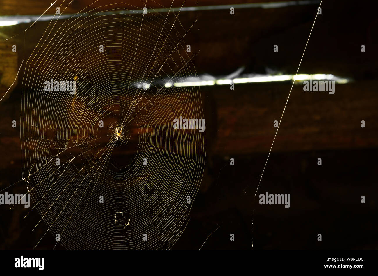 Large circular web with a house spider and parallel cobwebs against the ...