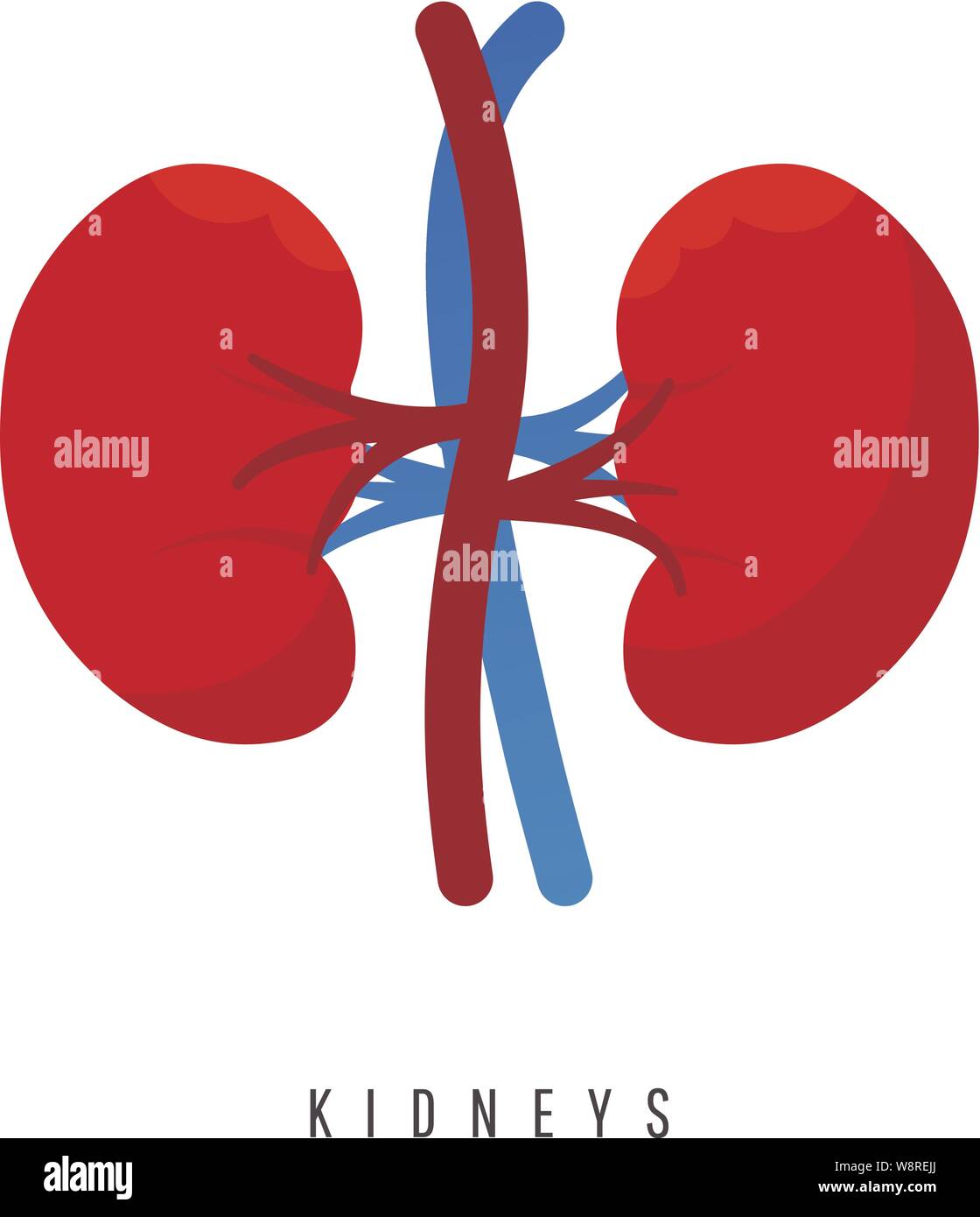 World kidney day card icon with cute cartoon couple of kidneys on white ...