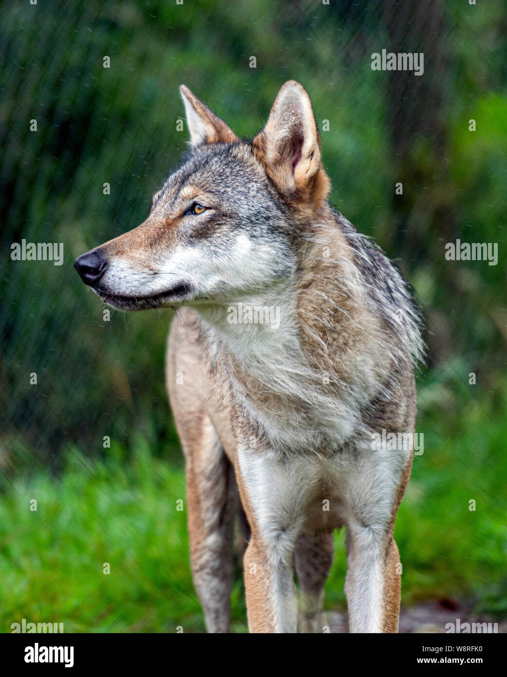 Grey Wolf in captivity at Exmoor Zoo Stock Photo - Alamy