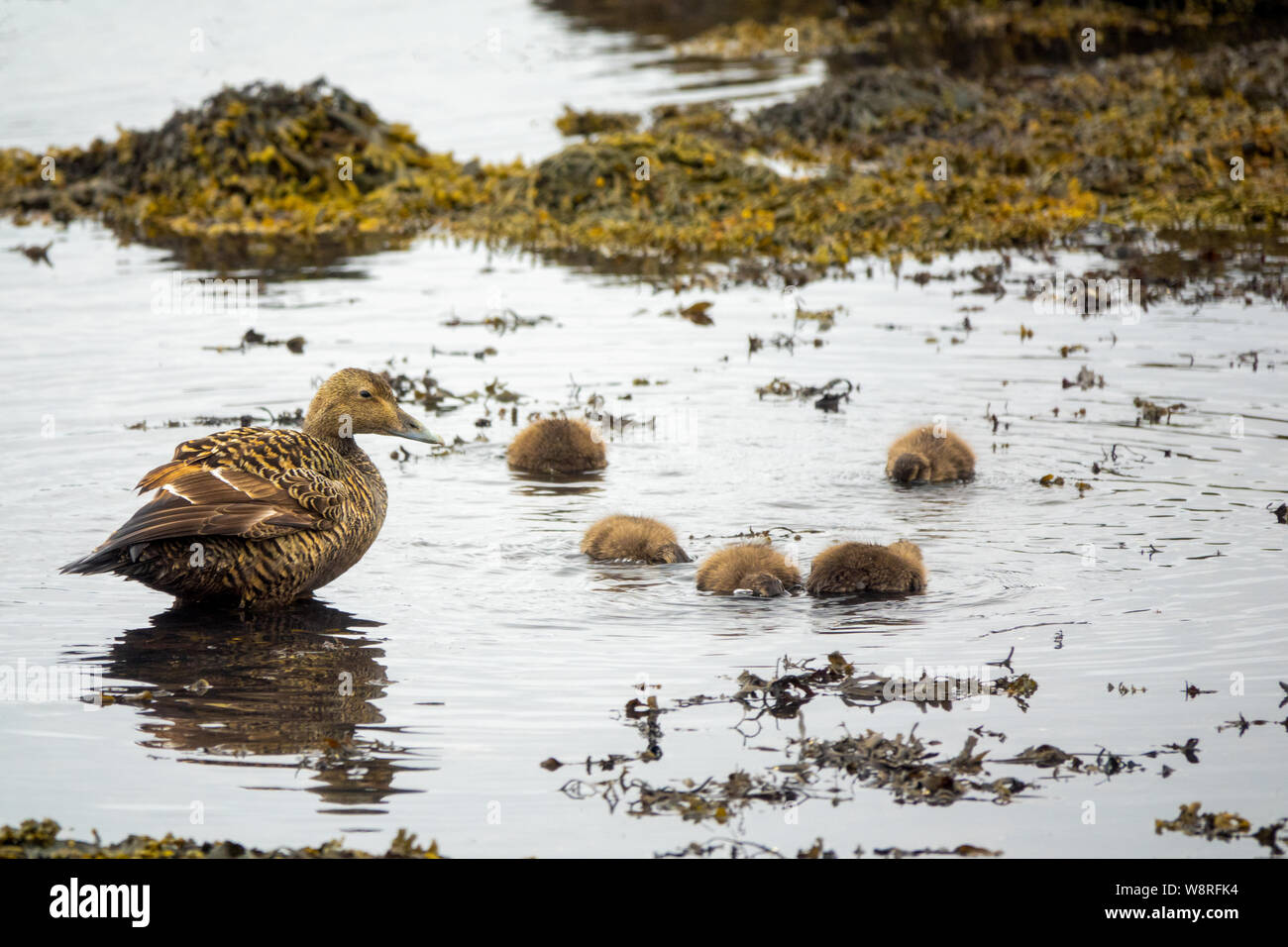 Common eider hen hi-res stock photography and images - Alamy