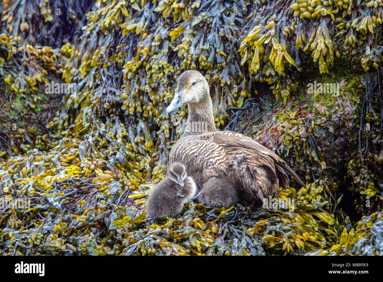 Common eider hen hi-res stock photography and images - Alamy