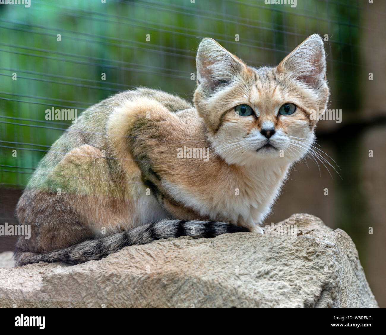 Exmoor zoo hi-res stock photography and images - Alamy