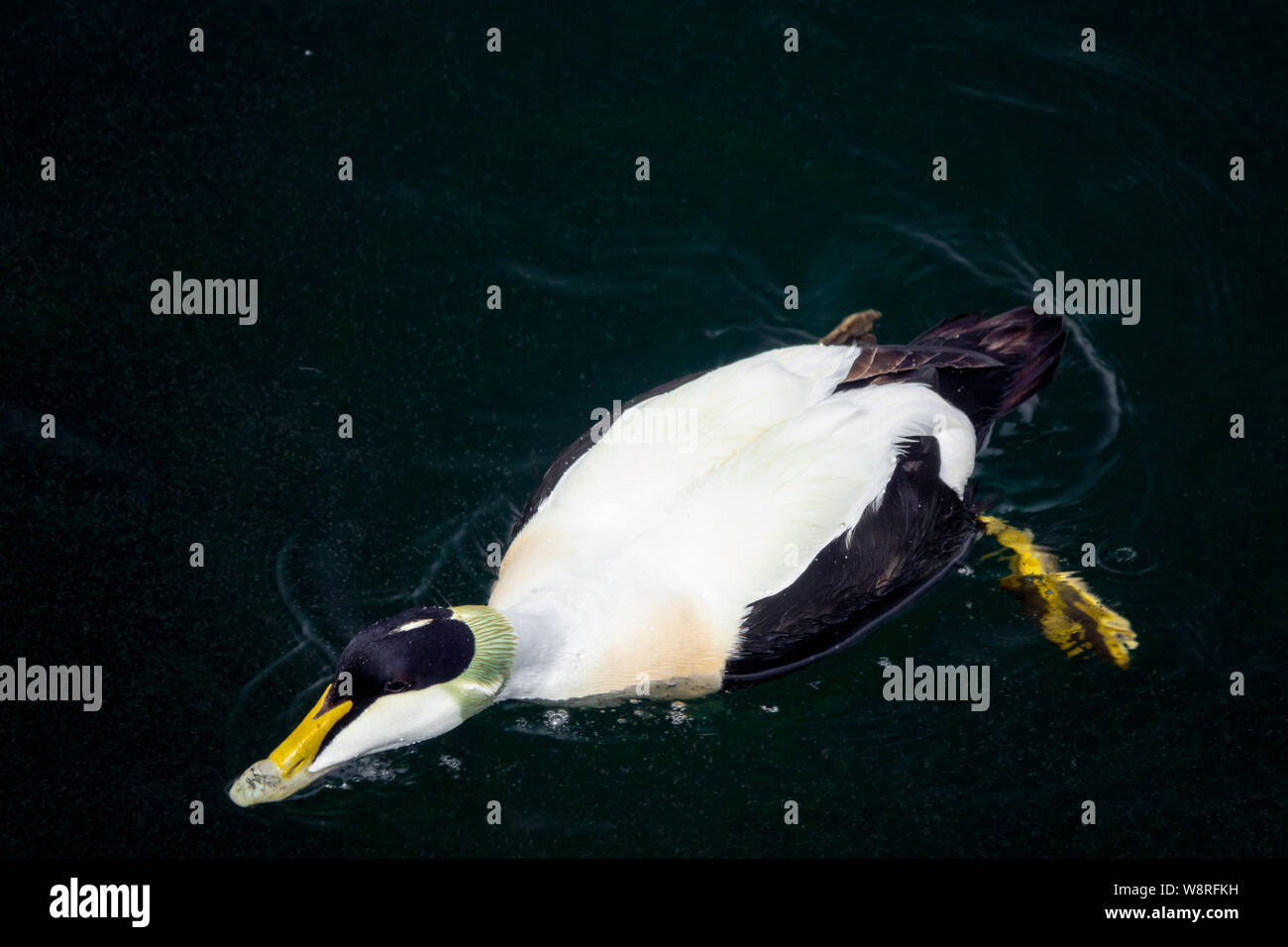 Common Eider Drake swimming on the surface Stock Photo - Alamy