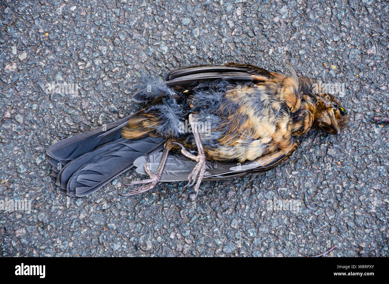 A dead bird lying on the floor Stock Photo - Alamy