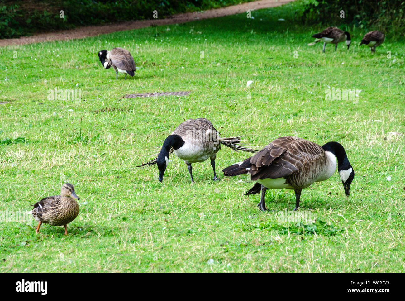 Angel wing deformity hi-res stock photography and images - Alamy