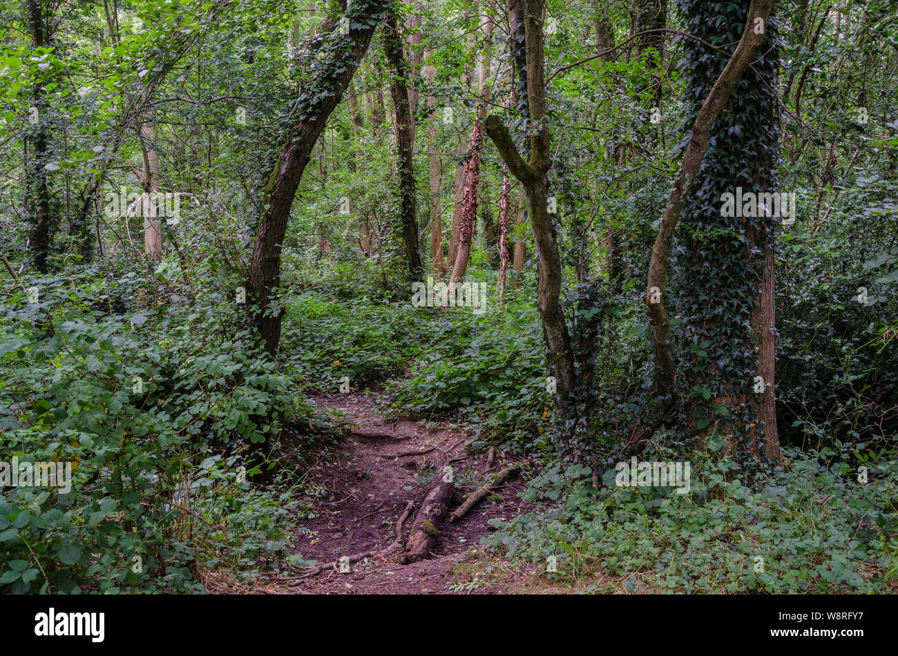 Empty clearing hi-res stock photography and images - Alamy