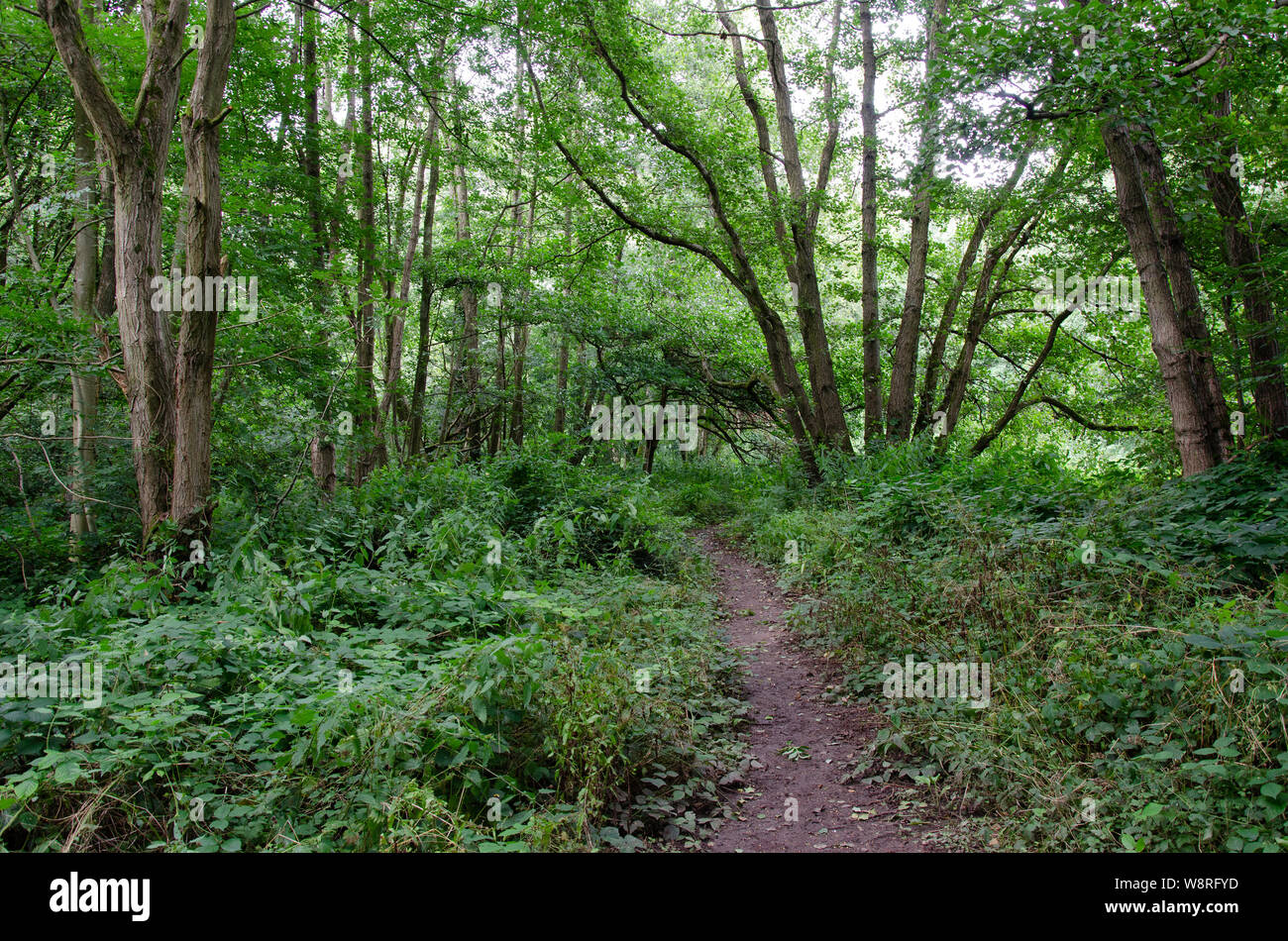 Wooded clearing hi-res stock photography and images - Alamy