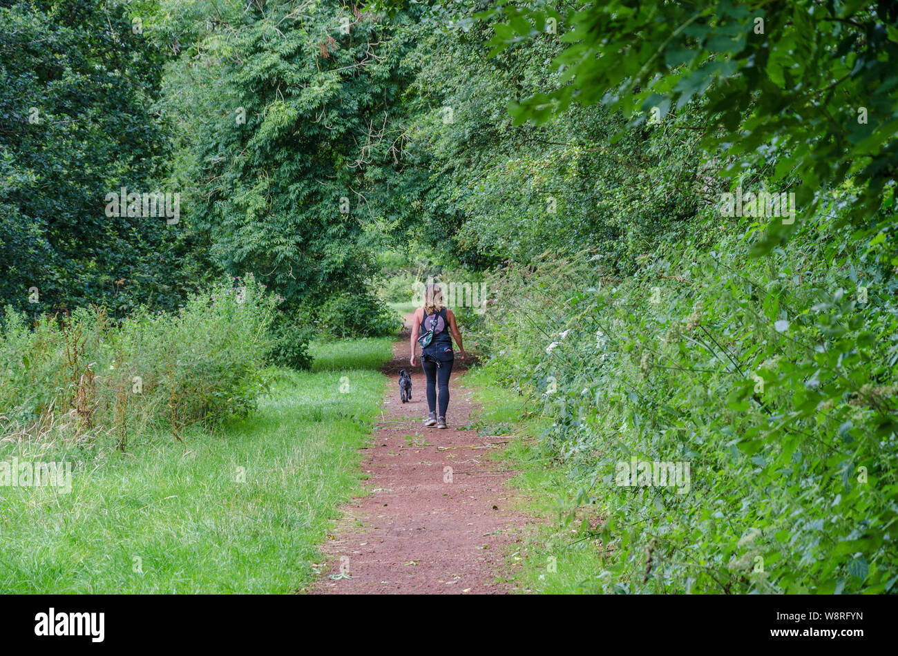 A lady walks her dog along a path through woodland in the South ...
