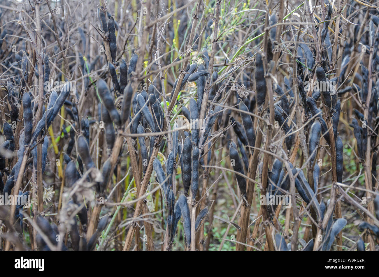Pods of agriculture hi-res stock photography and images - Alamy