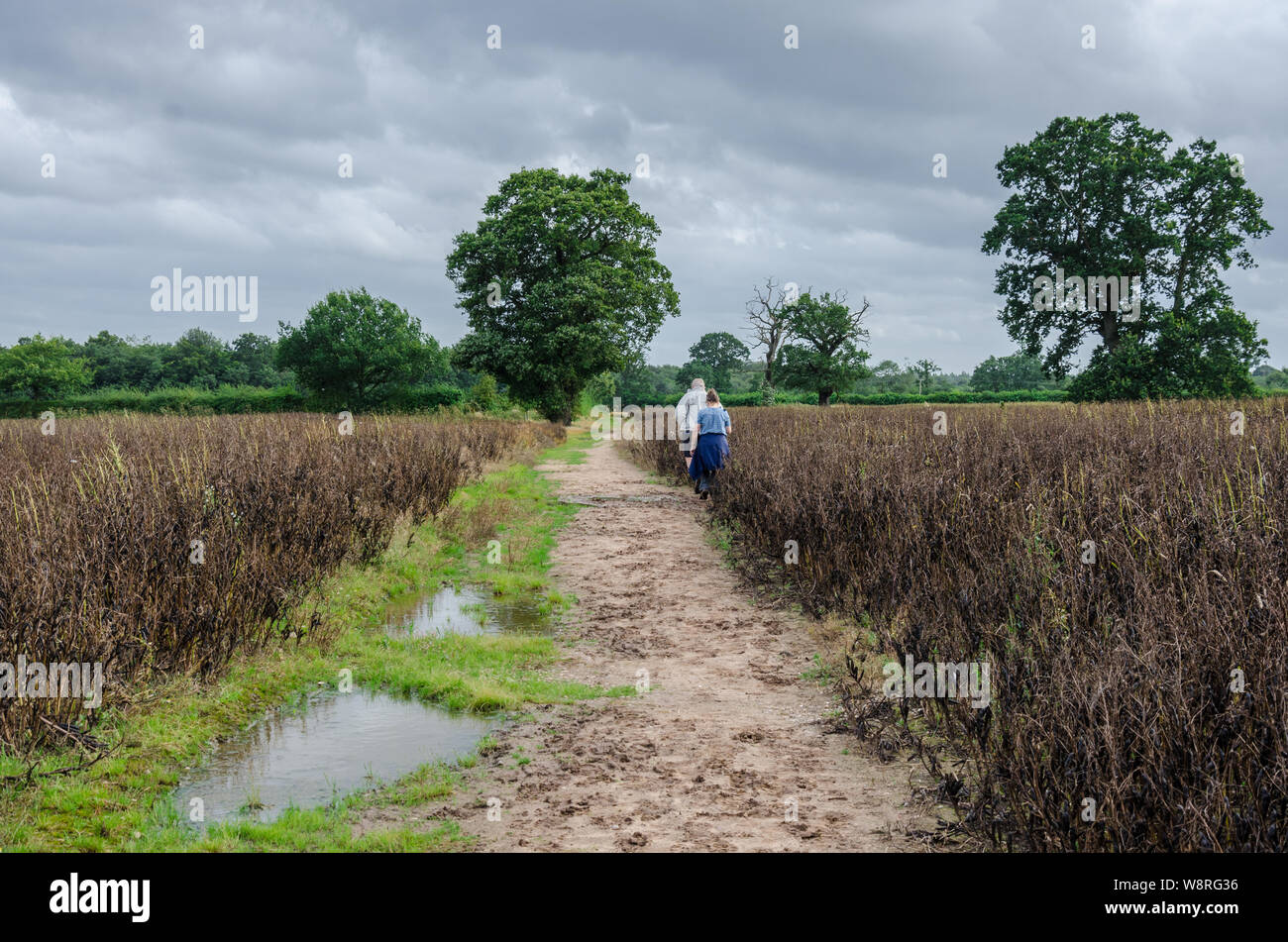 A path between fields on a farm in the South Staffordshire countryside ...