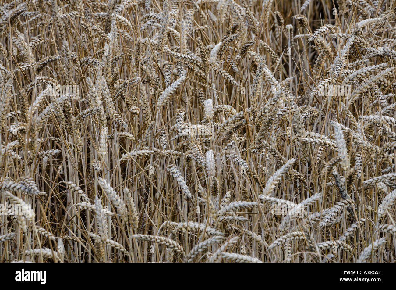 Growing wheat crop close up hi-res stock photography and images - Alamy
