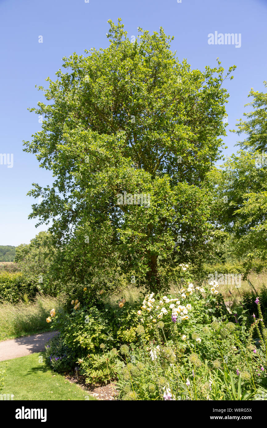 Royal Horticultural Society gardens at Hyde Hall, Essex, England, UK ...