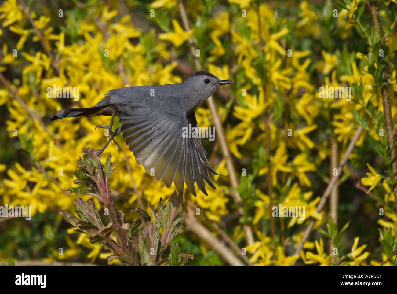 Catbird in flowers hi-res stock photography and images - Alamy