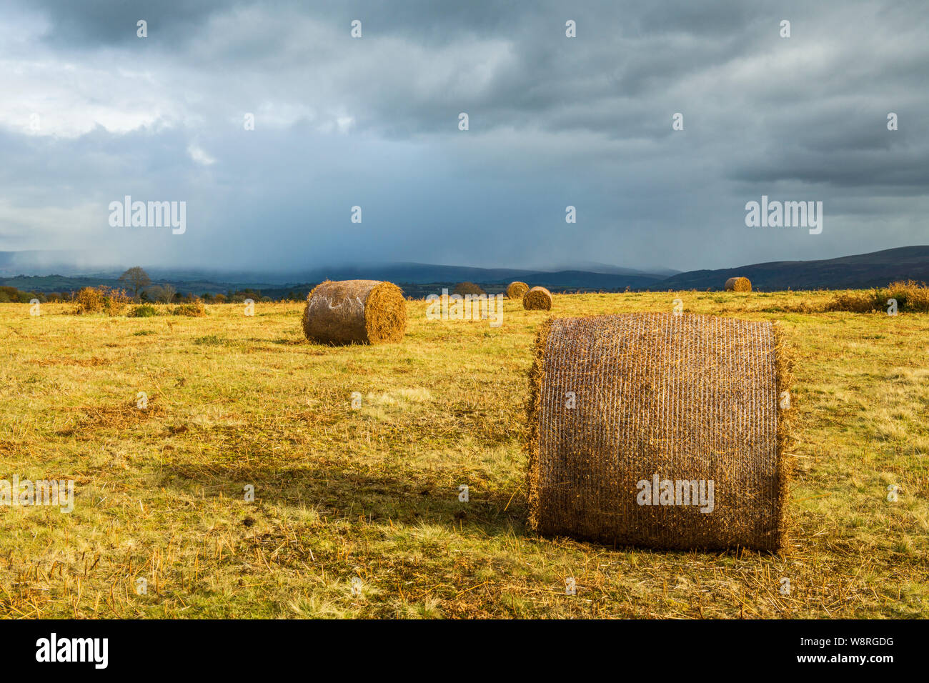 Bracken landscape hi-res stock photography and images - Alamy