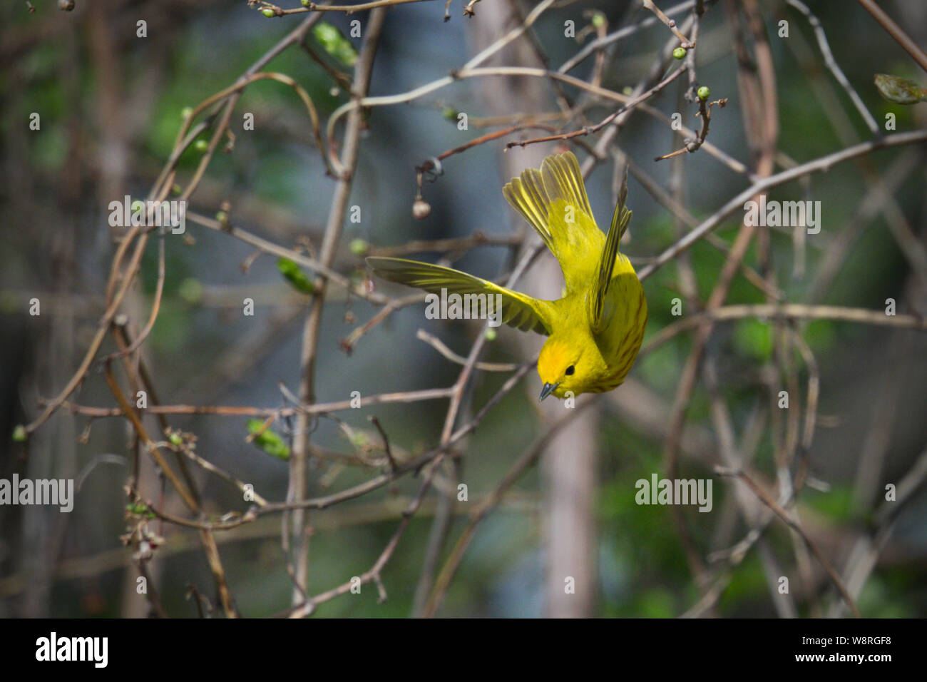 Yellow warbler in flight hi-res stock photography and images - Alamy