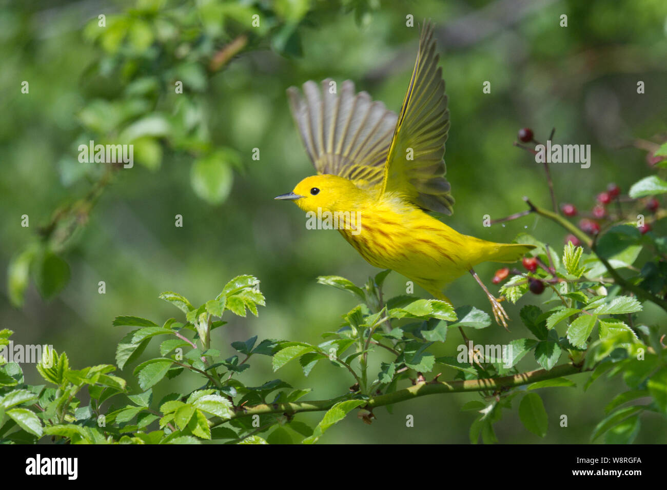 Yellow warbler in flight hi-res stock photography and images - Alamy