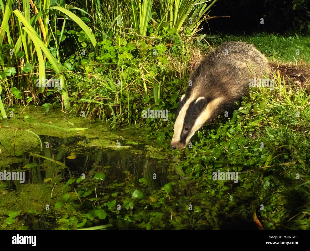 Drinking water from a wildlife pond hi-res stock photography and images ...